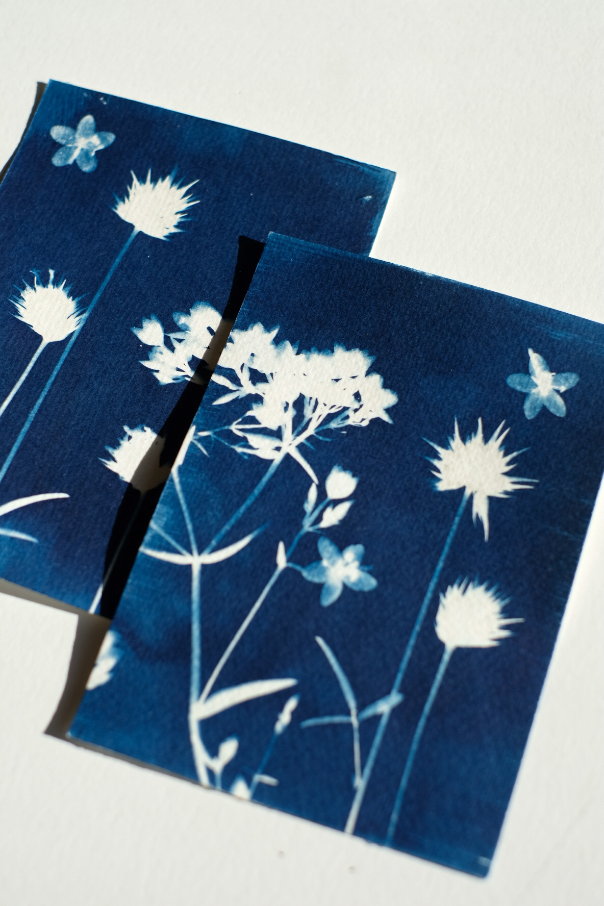 Cyanotype Experiment with Elements of the Algarve Flora - *Vilamoura